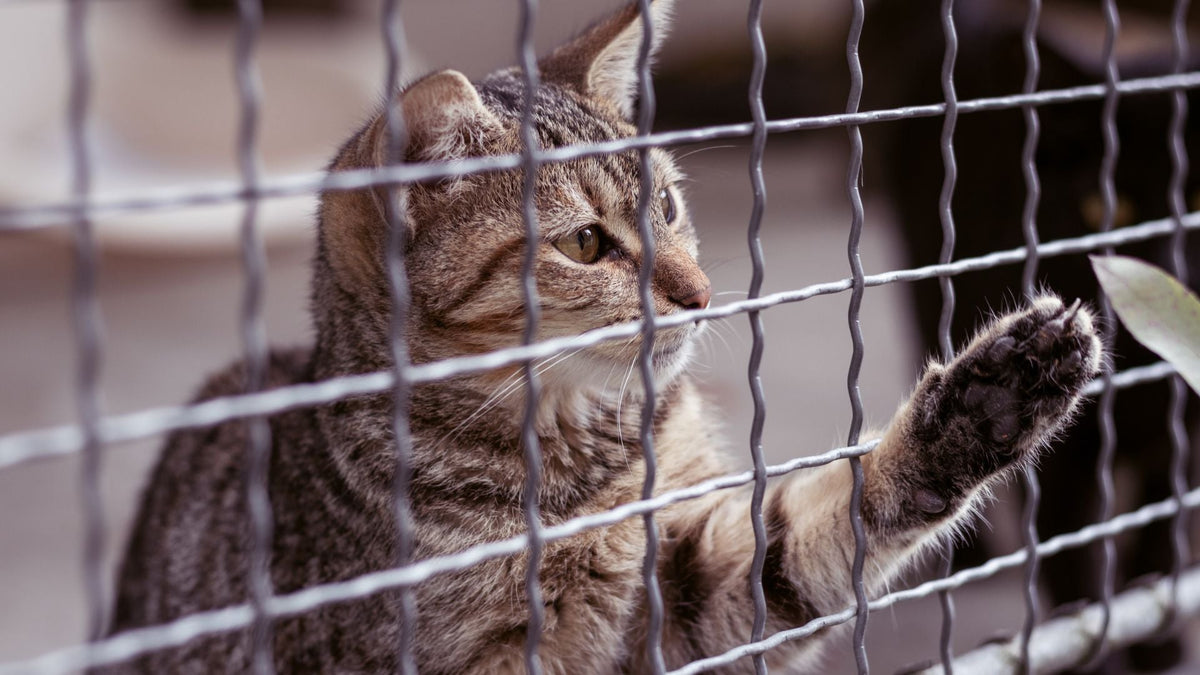 6 Cara Mengatasi Kandang Kucing Bau, Wajib Coba! – HMNS Perfume