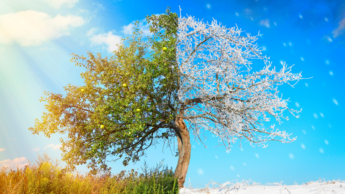 Aroma Reed Diffuser Terbaik untuk Musim Dingin dan Musim Panas – HMNS ...